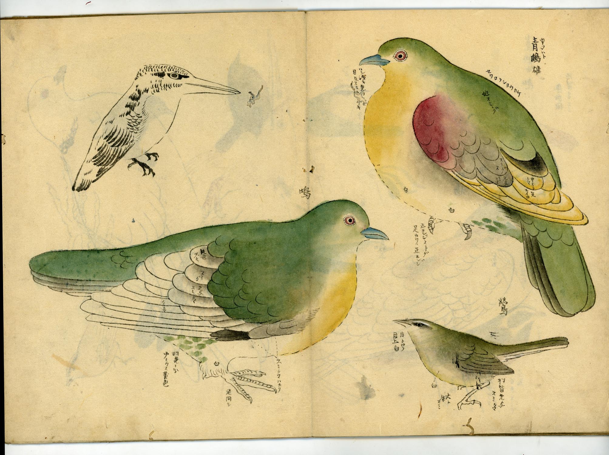鳥類圖譜 handpainted art album of birds (kacho-ga) 21 full-page illustrati ...